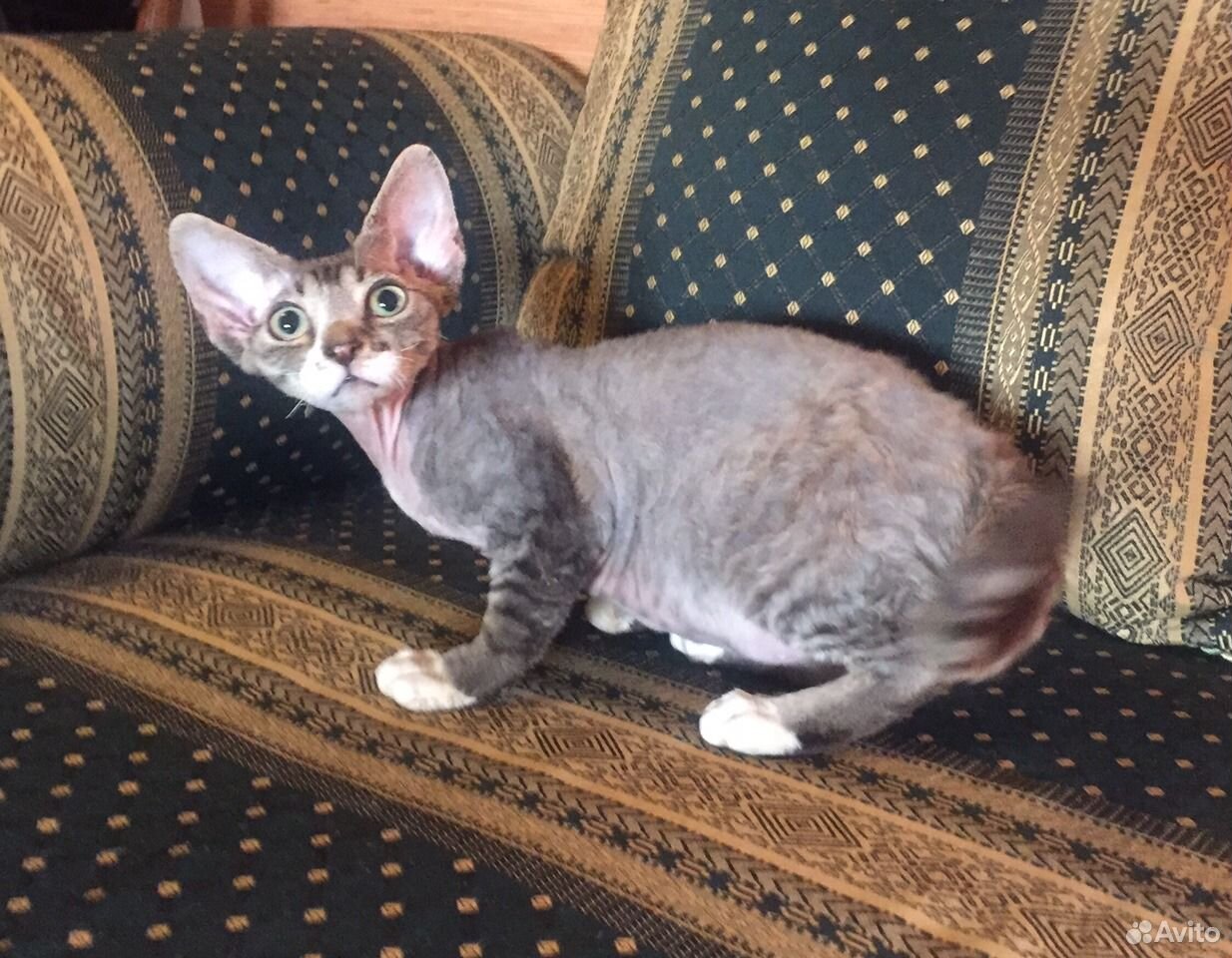 Кошечка Франсуаза