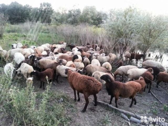 Бараны, козы