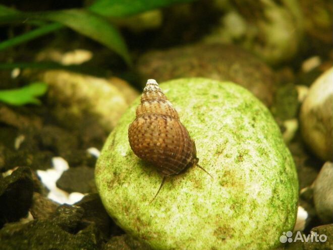 Улитки Мелания Гранифера (Melanoides granifera)