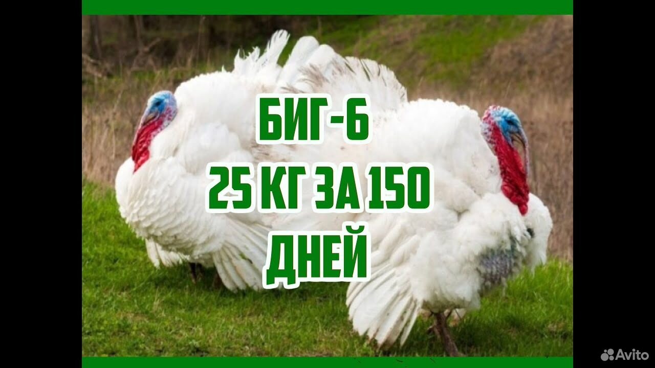 Индюшата бройлерные. Хайбрид Конвертер, Биг-6