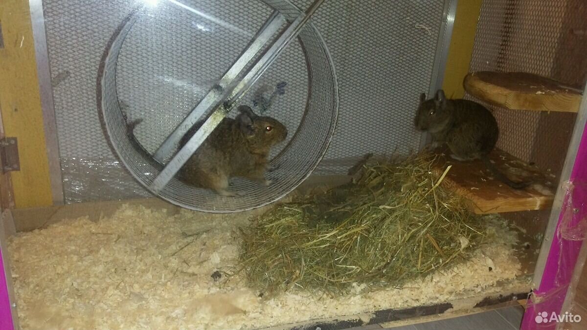 Две челийские белки Дегу