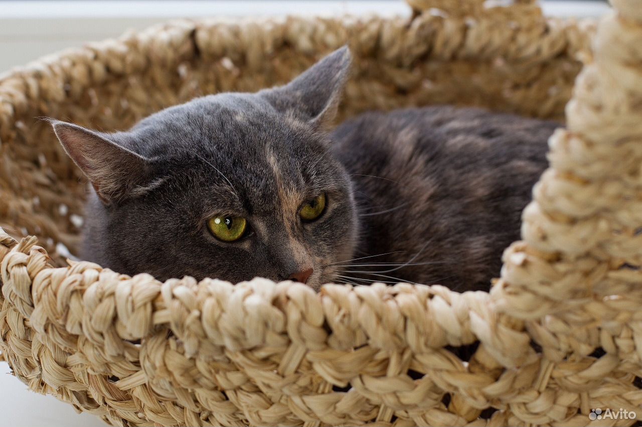 Кошка Мелисса