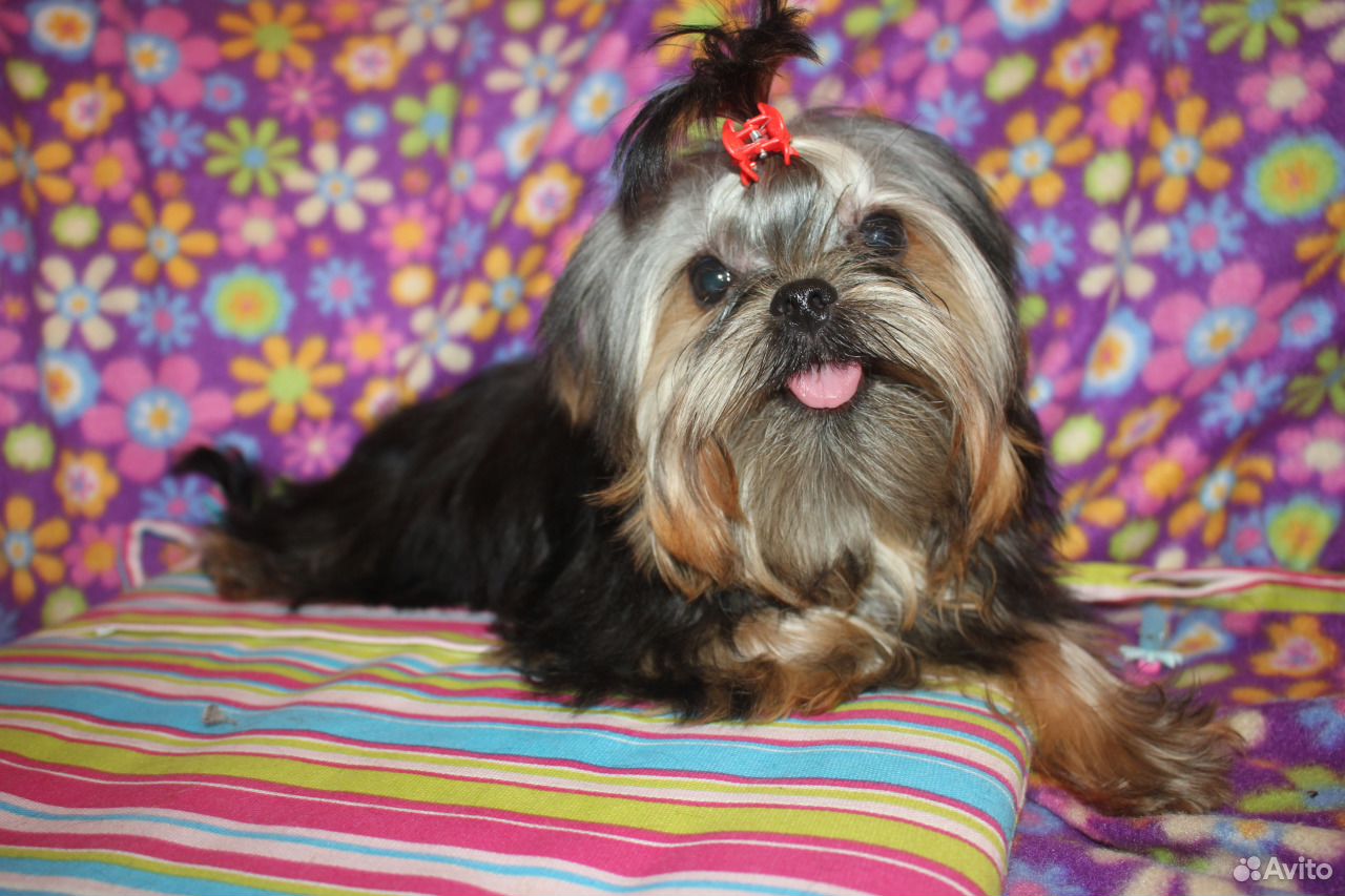 Кукольный мальчик йорик 5 мес