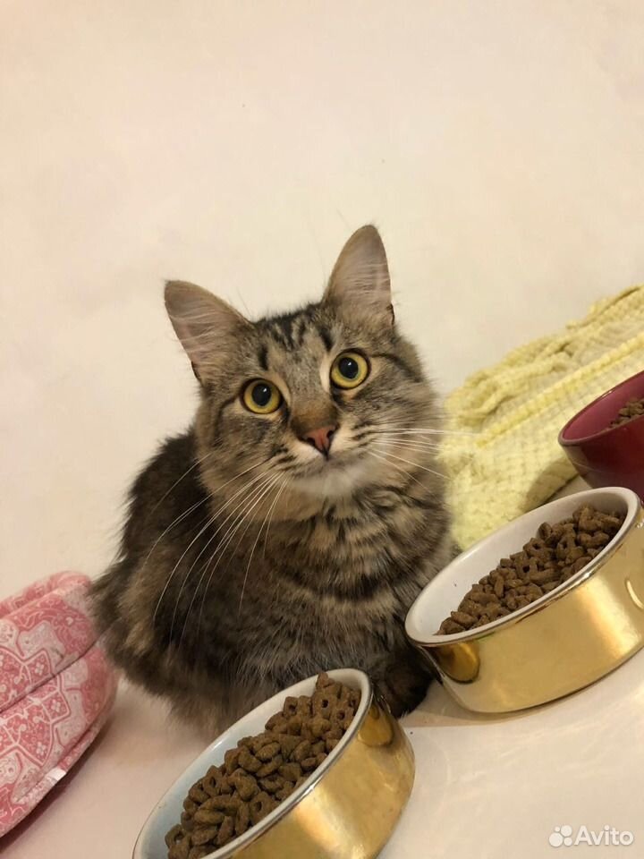 Пушистый сибирский котик в дар