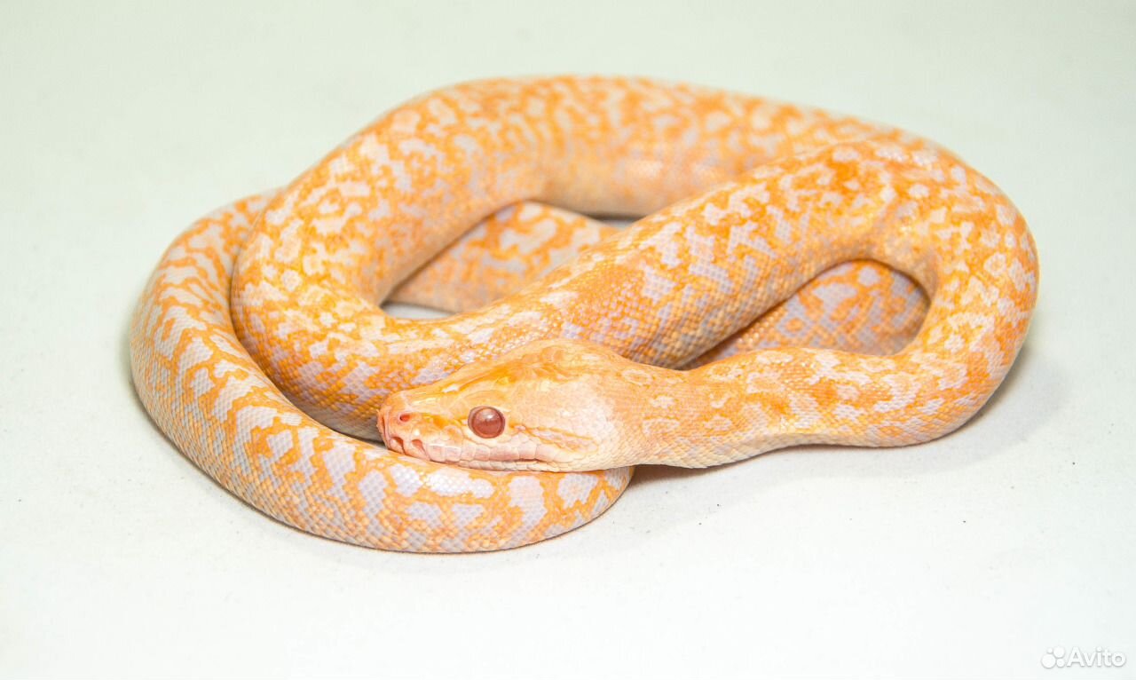 Продам тигровых питонов редчайших окрасов