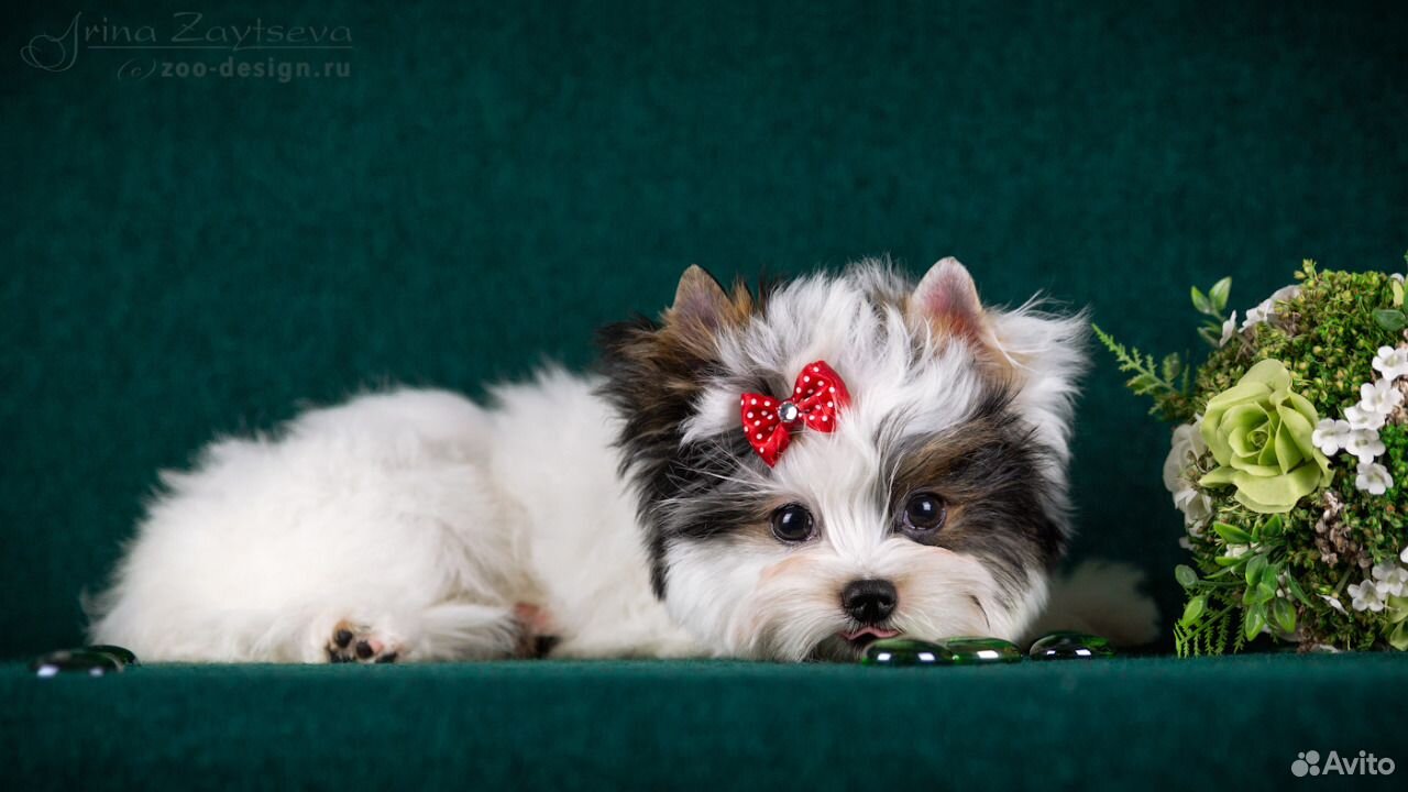 Красивый мальчик бивера