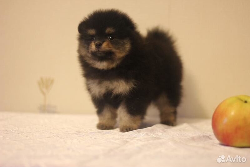 Предлагаю шикарную черно-подпалую красавицу