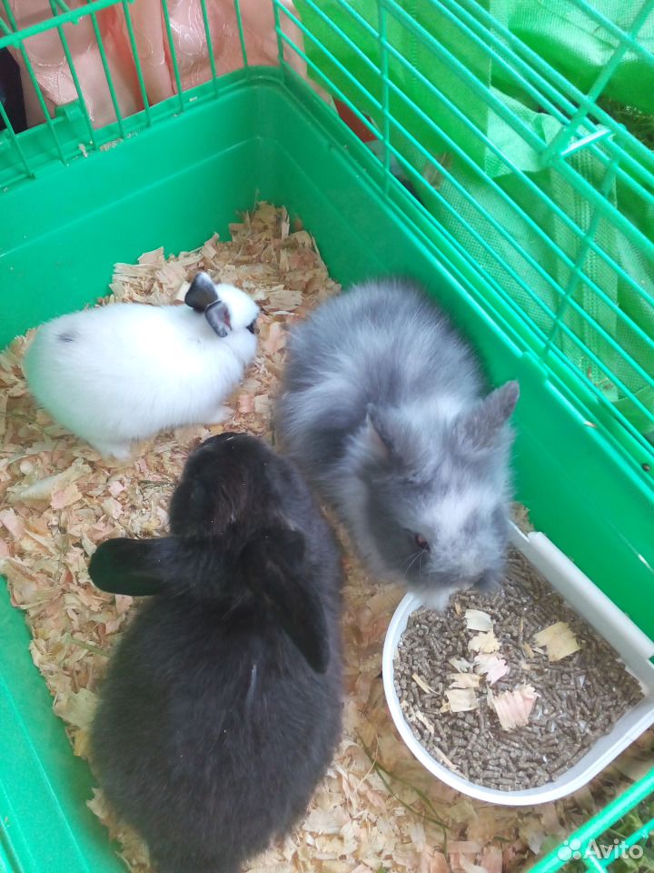 Отдадим в добрые руки декор.карлик. крольчиху
