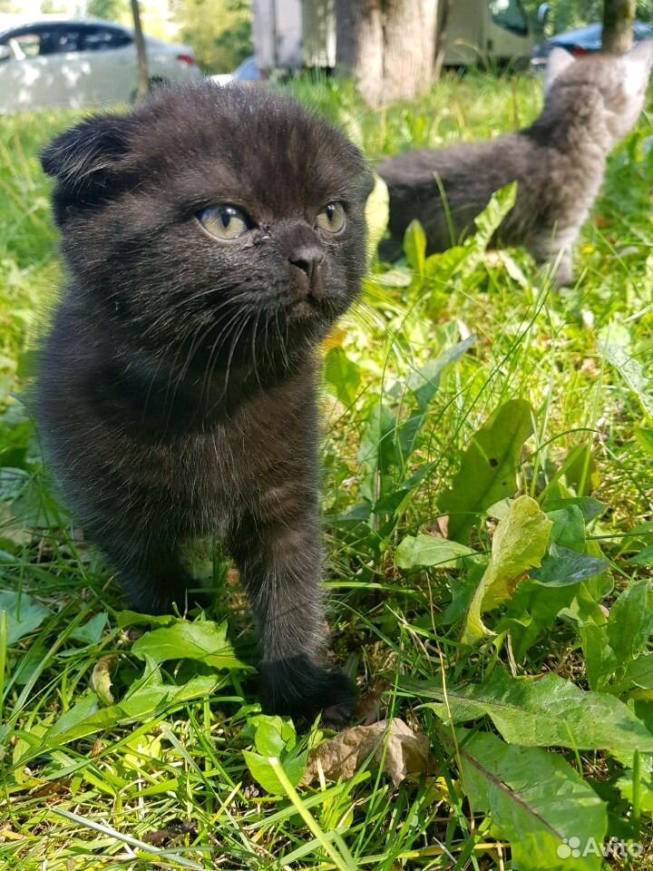 Шотландские котодетки
