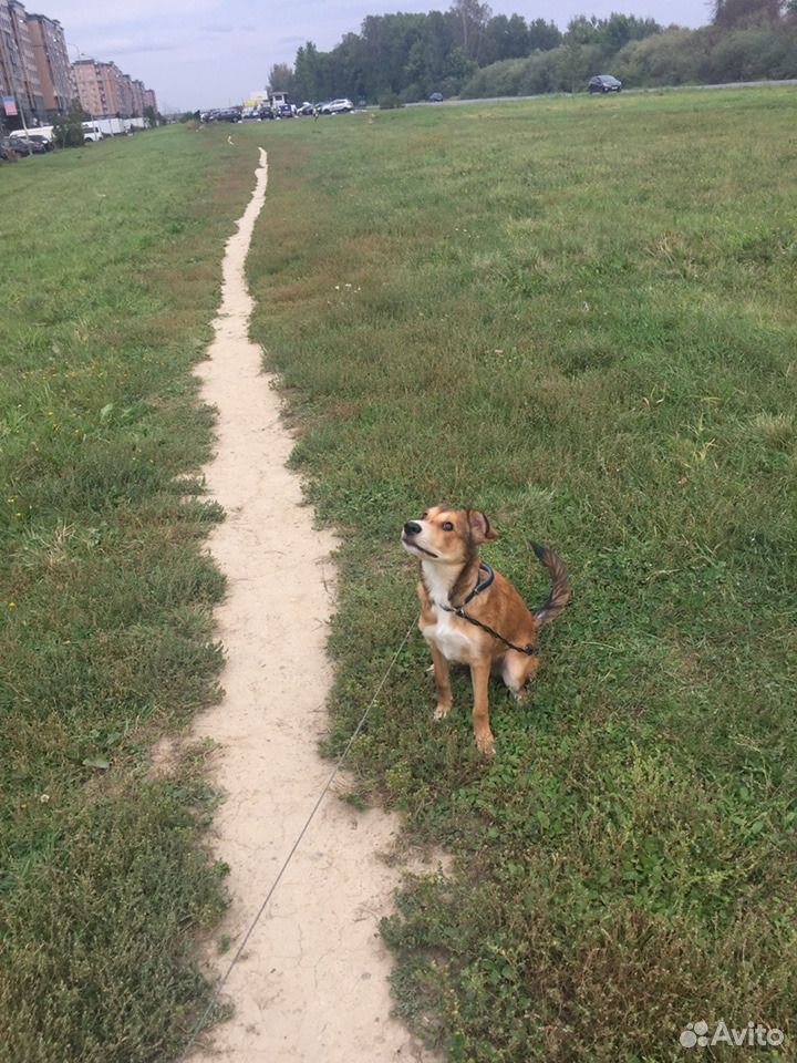 Продам щенка 6 мес