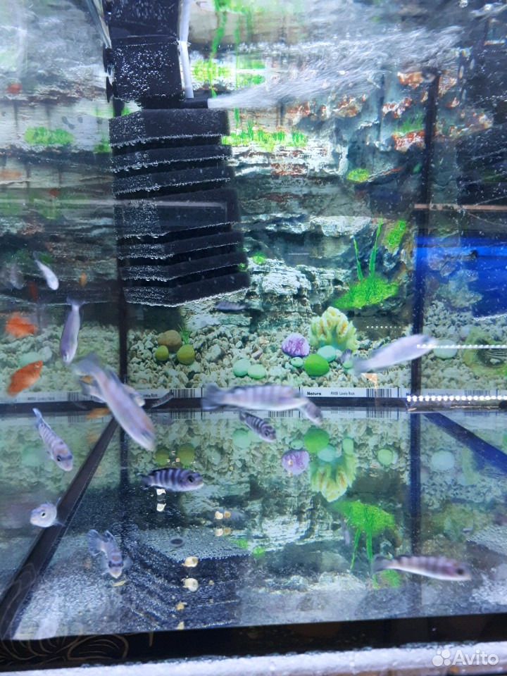 Демасони,майнгано,голубая зебра