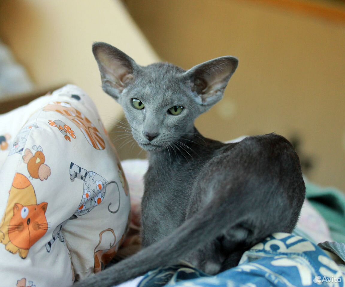 Ориентальные котики голубого окраса