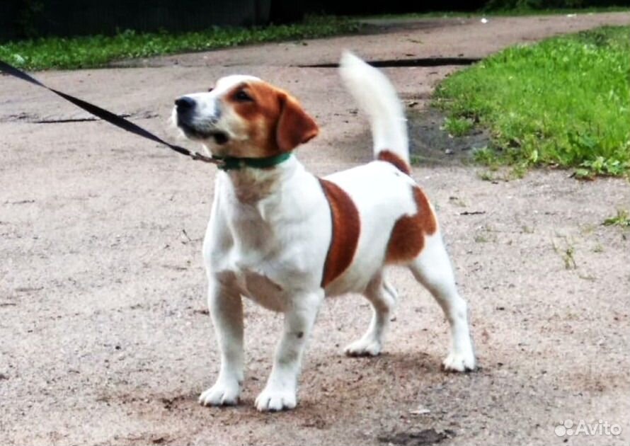 Джек рассел терьер подрощенный щенок