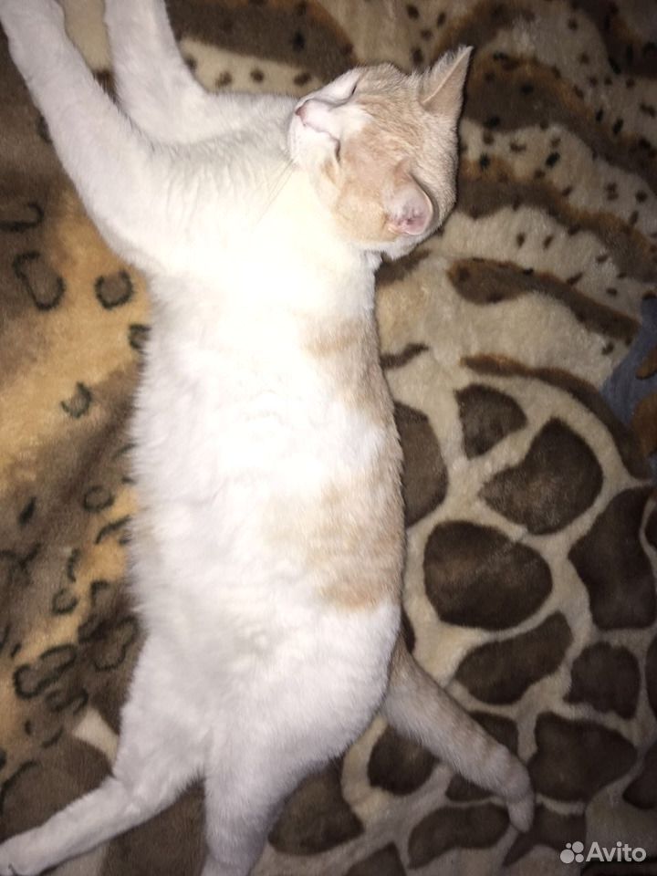 Отдам временно кота бесплатно