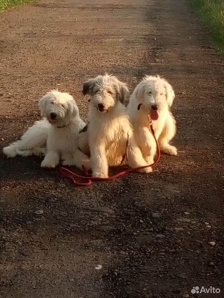 Продаются щенки южнорусской овчарки