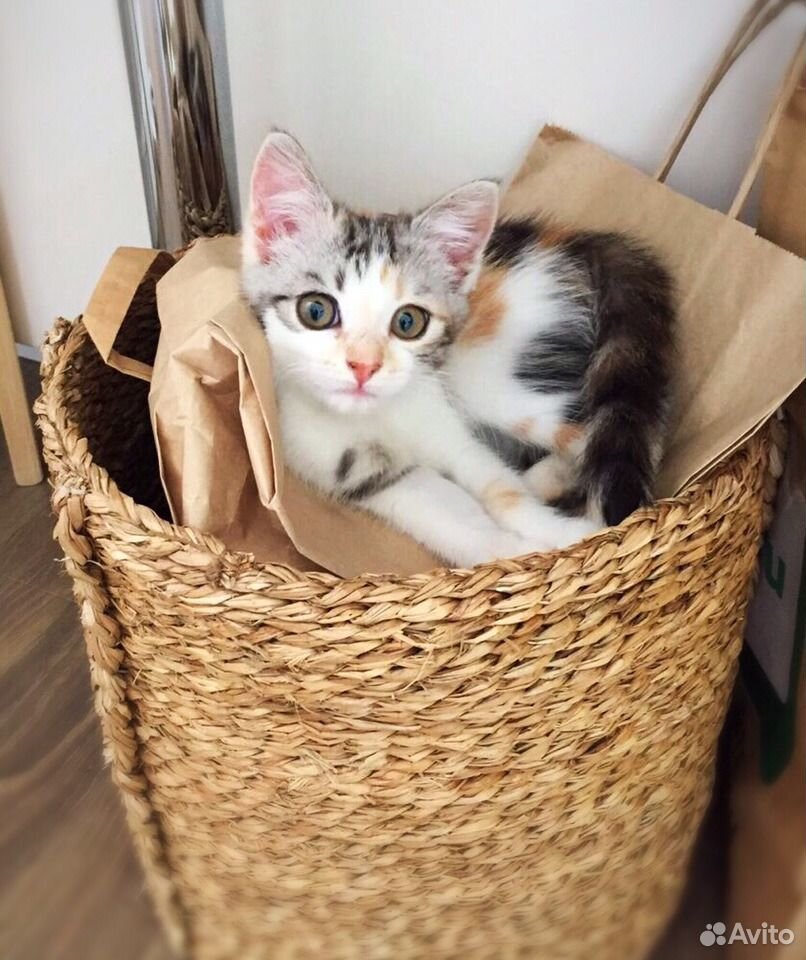 Котенок -девочка Нюша