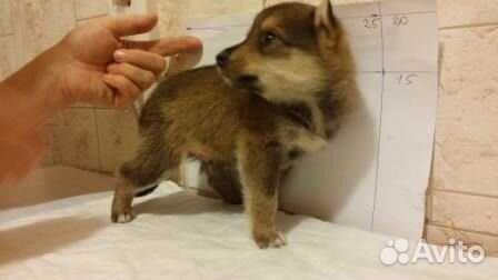 Щенок из леса