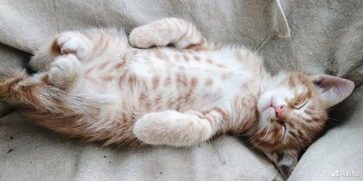 Тигр в добрые руки