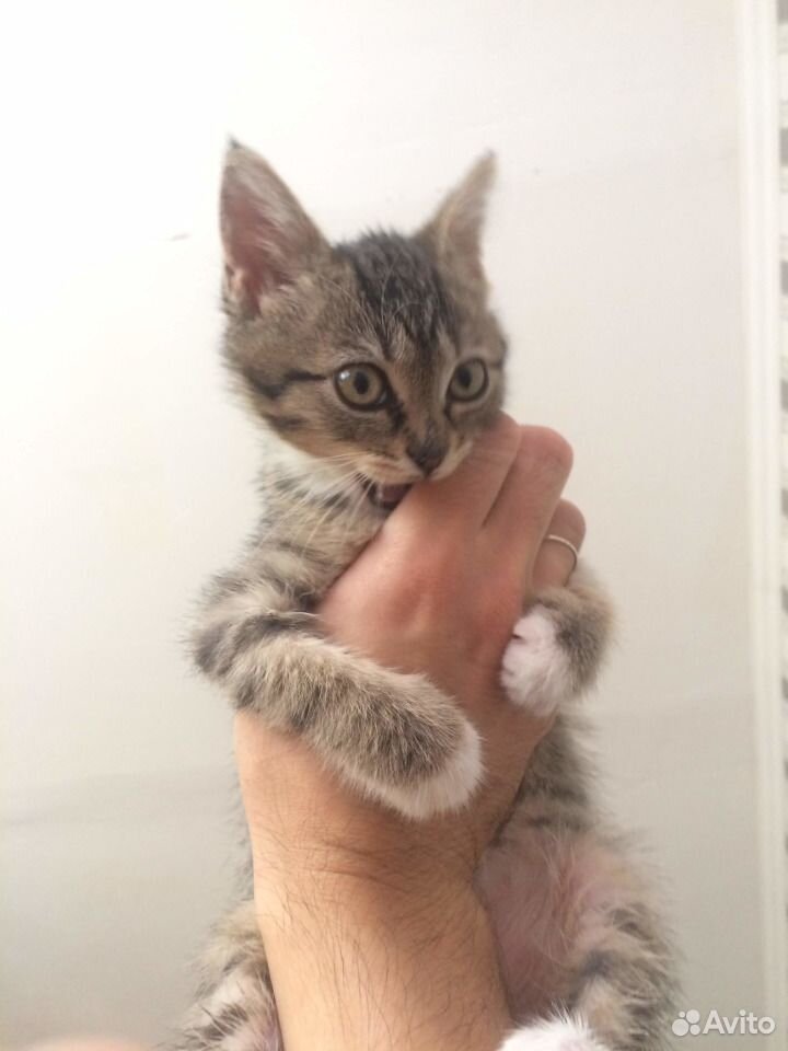 Девочка 4 месяца, метис сибирской. Видео