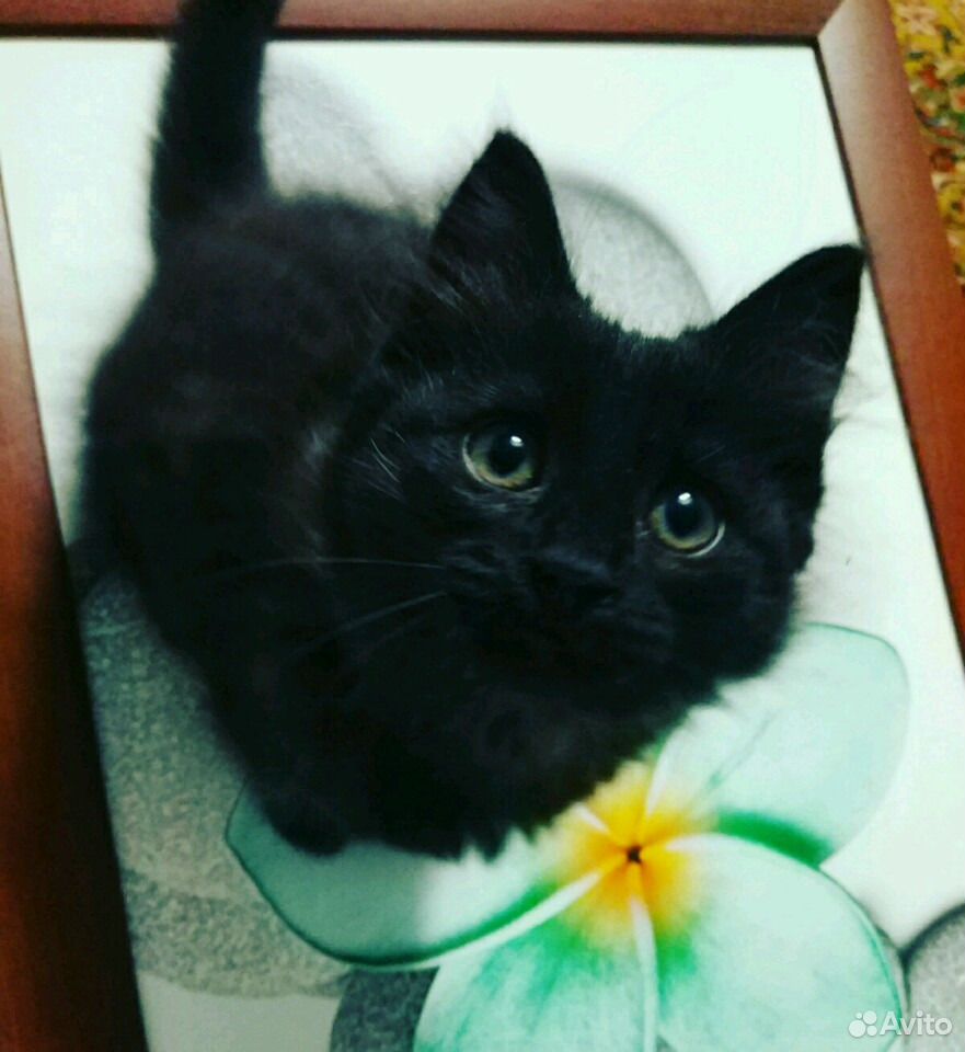 Отдам в добрые руки