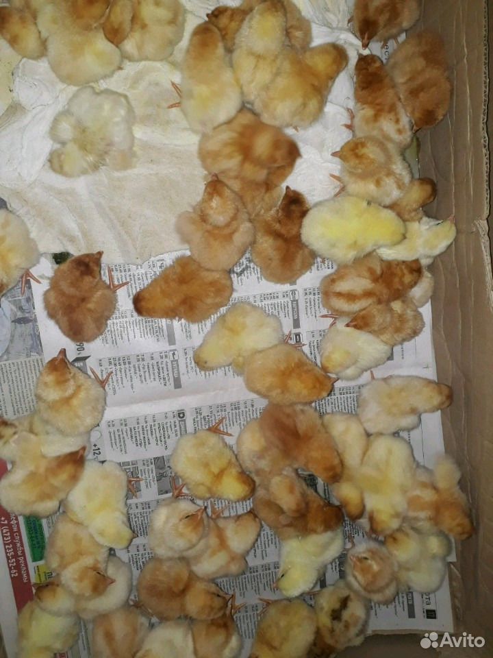 Цыплята бройлеров кооб 500