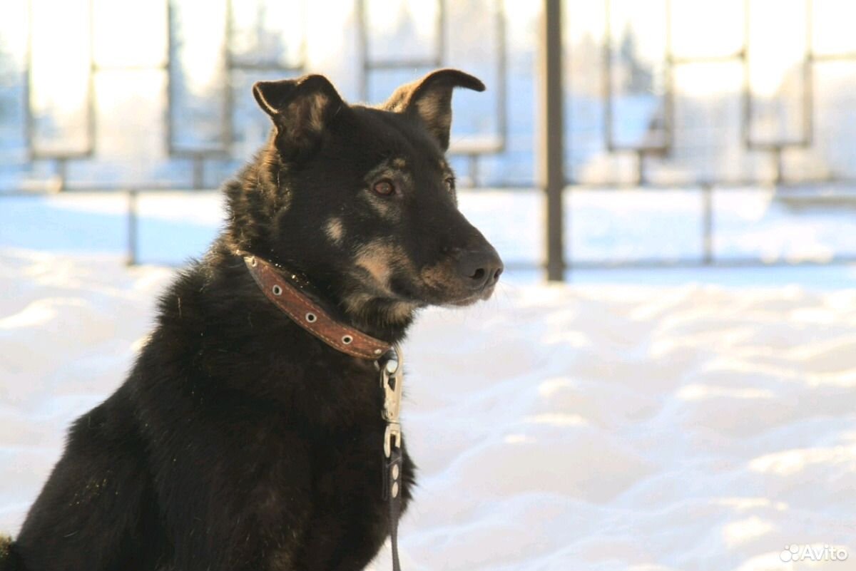 Добрый паренёк ищет дом