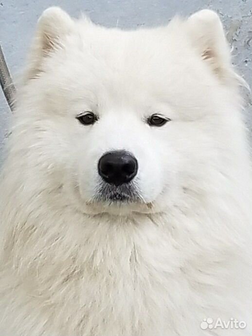 Вязка самоед