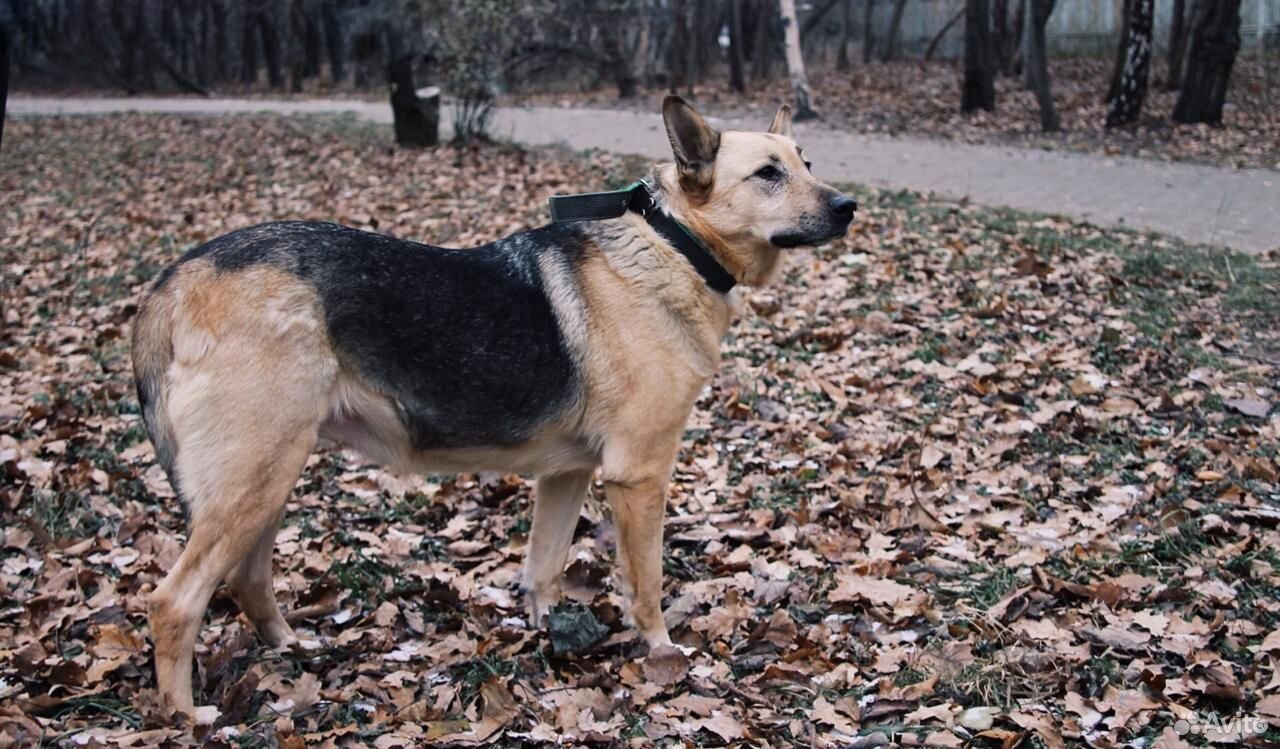 Собака Вита, 5 лет
