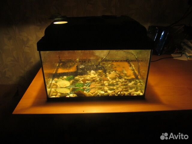 Черепахи красноухие + аквариум, фильтр
