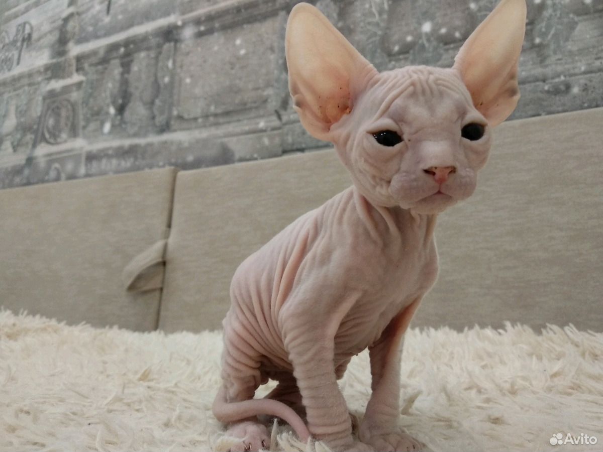 Маленькие очаровашки)