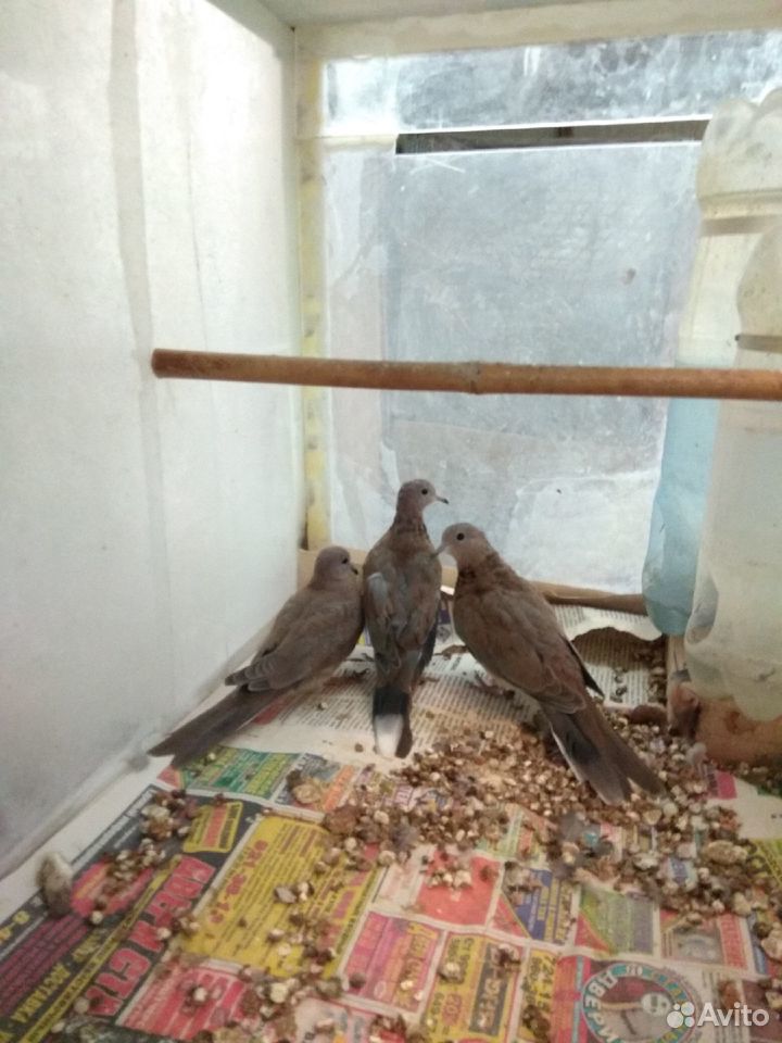 Сенегальские горлицы 4 штуки