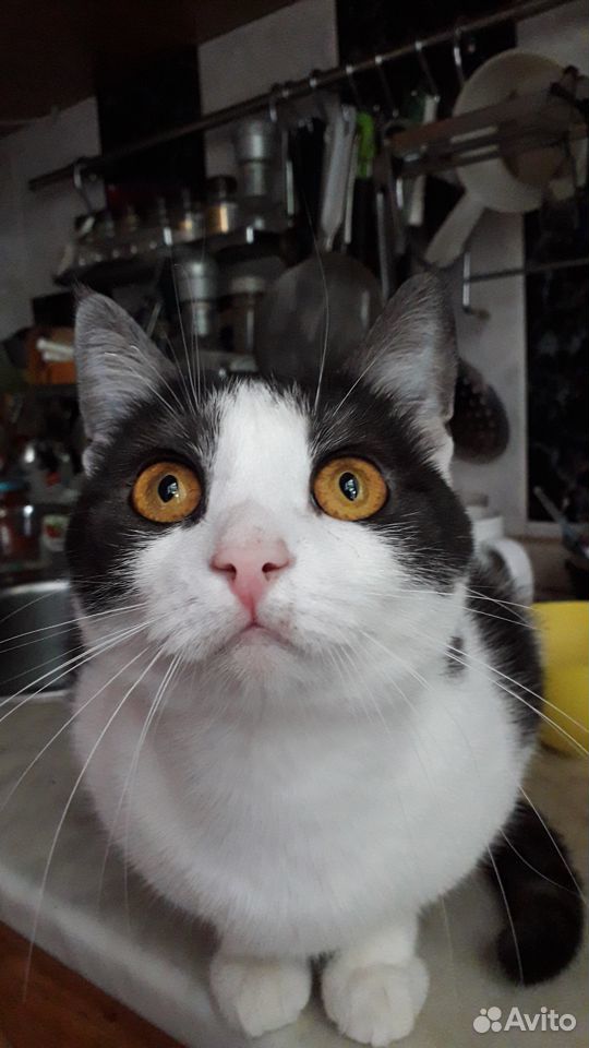 Веселая мраморная блондинка Крис, метис шотландки