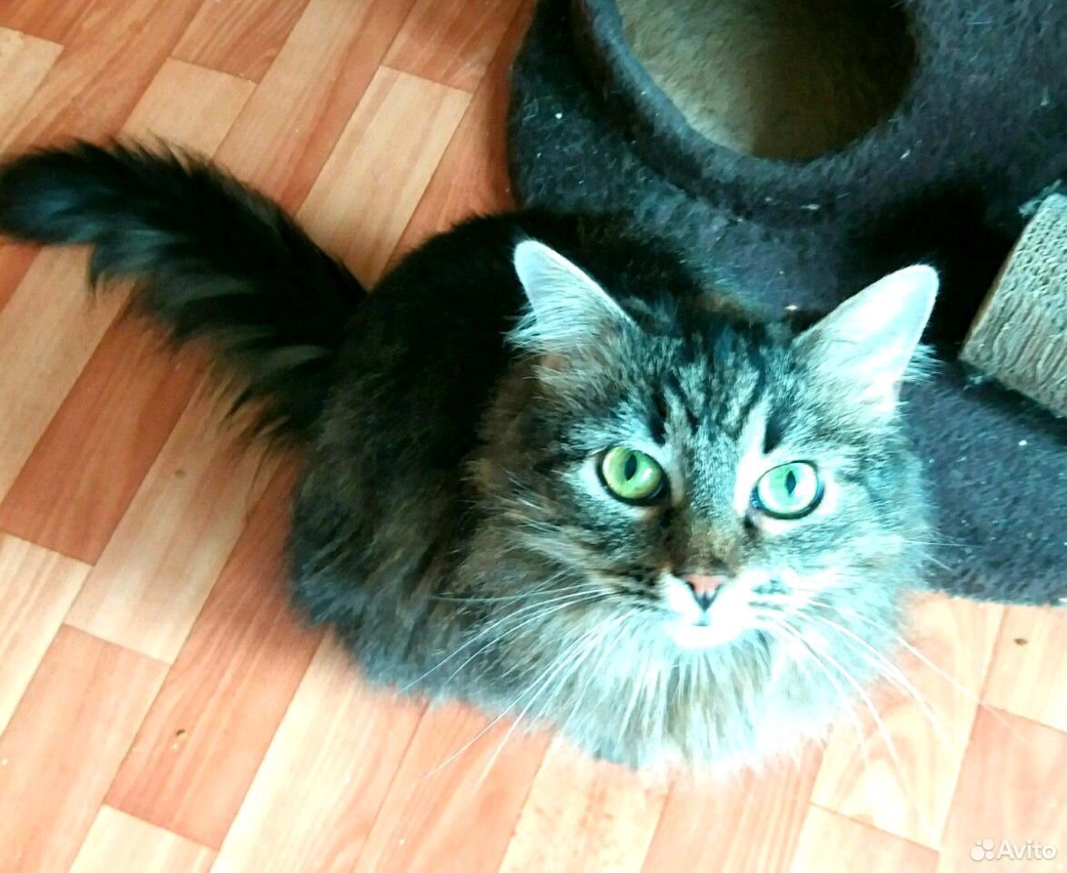 Пушистая красотка Сильва кошка