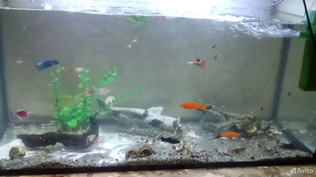 Аквариум