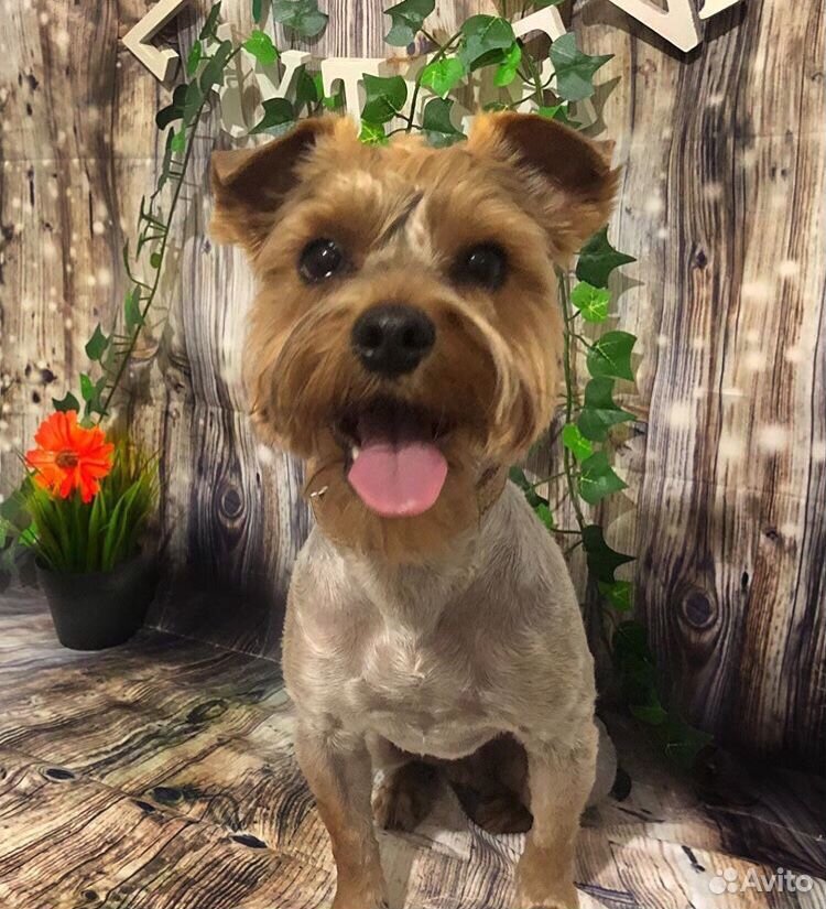 Вязка, йоркширский терьер