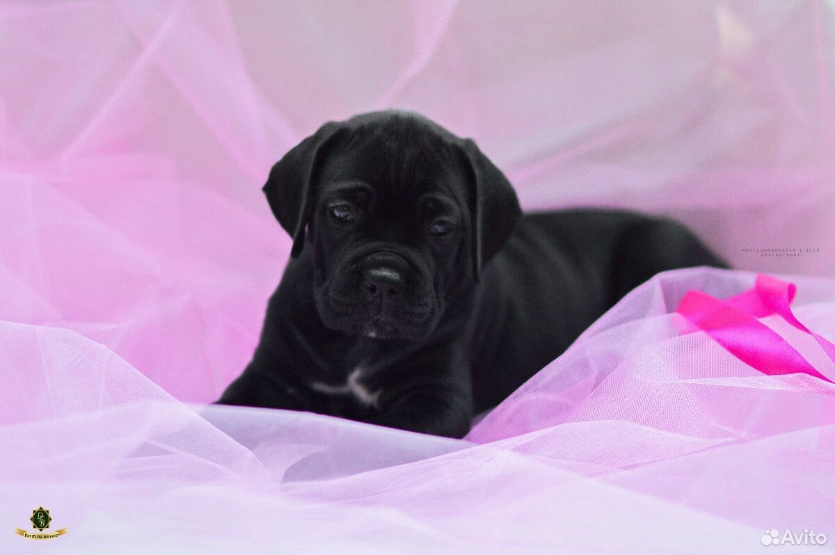 Чёрная кане корсо девочка