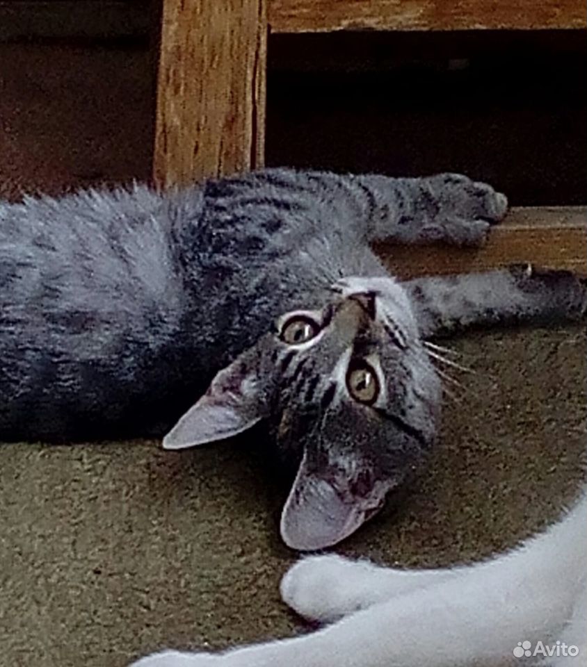 Красавица «шпротинка» в добрые руки