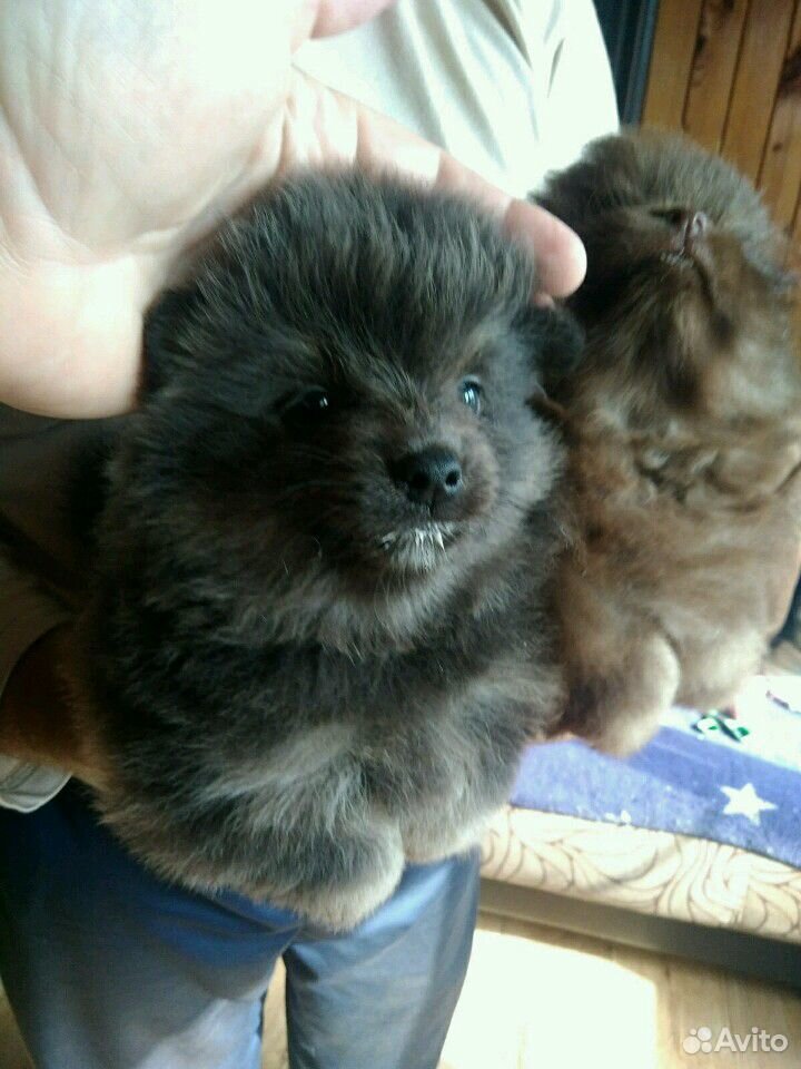 Мальчики зайчики и девочки припевочки