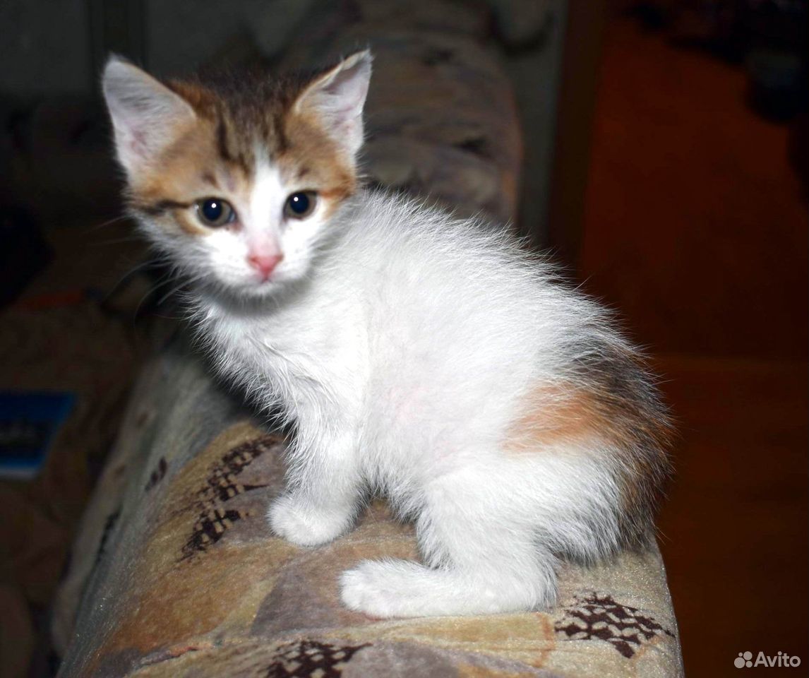 Матрешка ищет дом