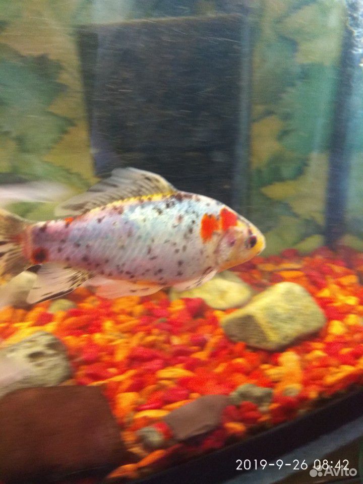 Рыбки Комета (Шубункин)