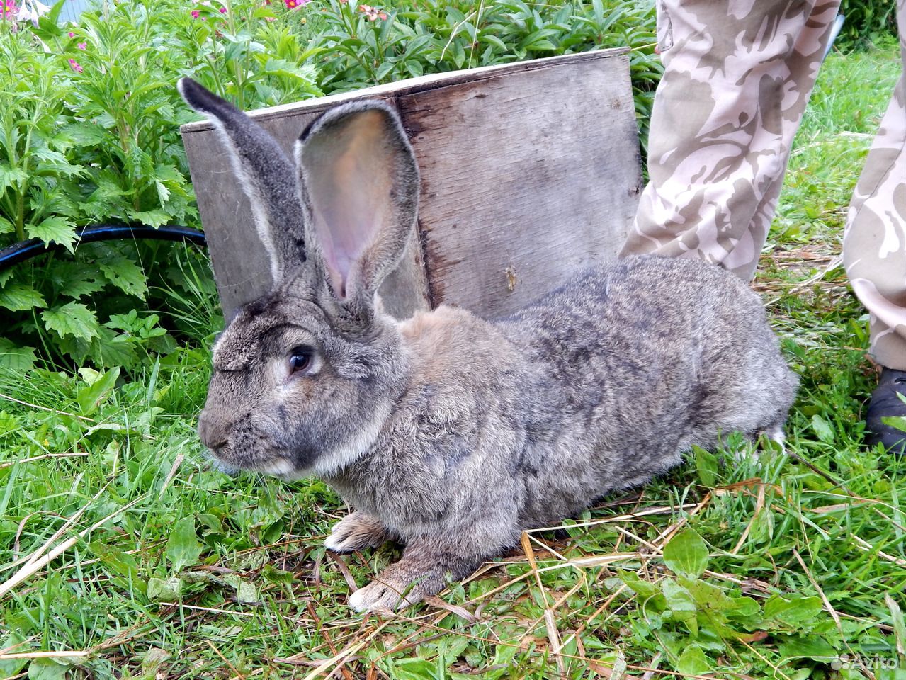 Фландеры,полтавское серебро