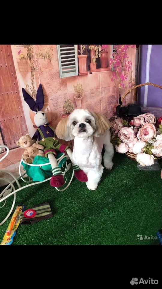 Вязка Ши-Тцу