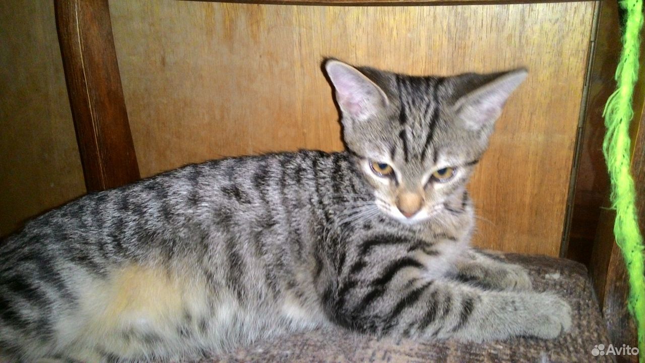 Легендарный котенок