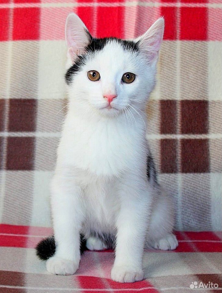 Малышка Бонни в дар