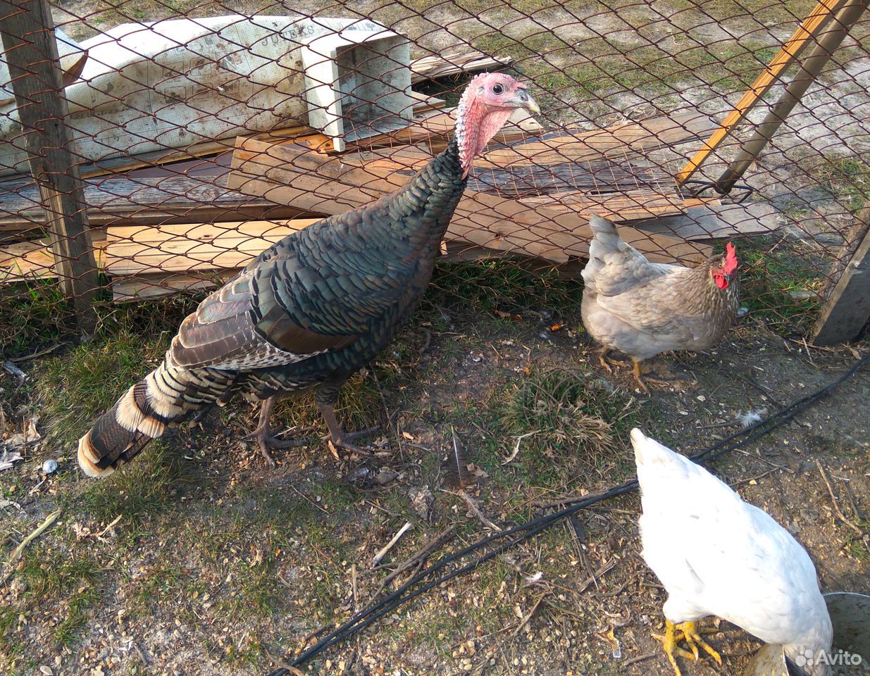 Дикие североамериканские индюки