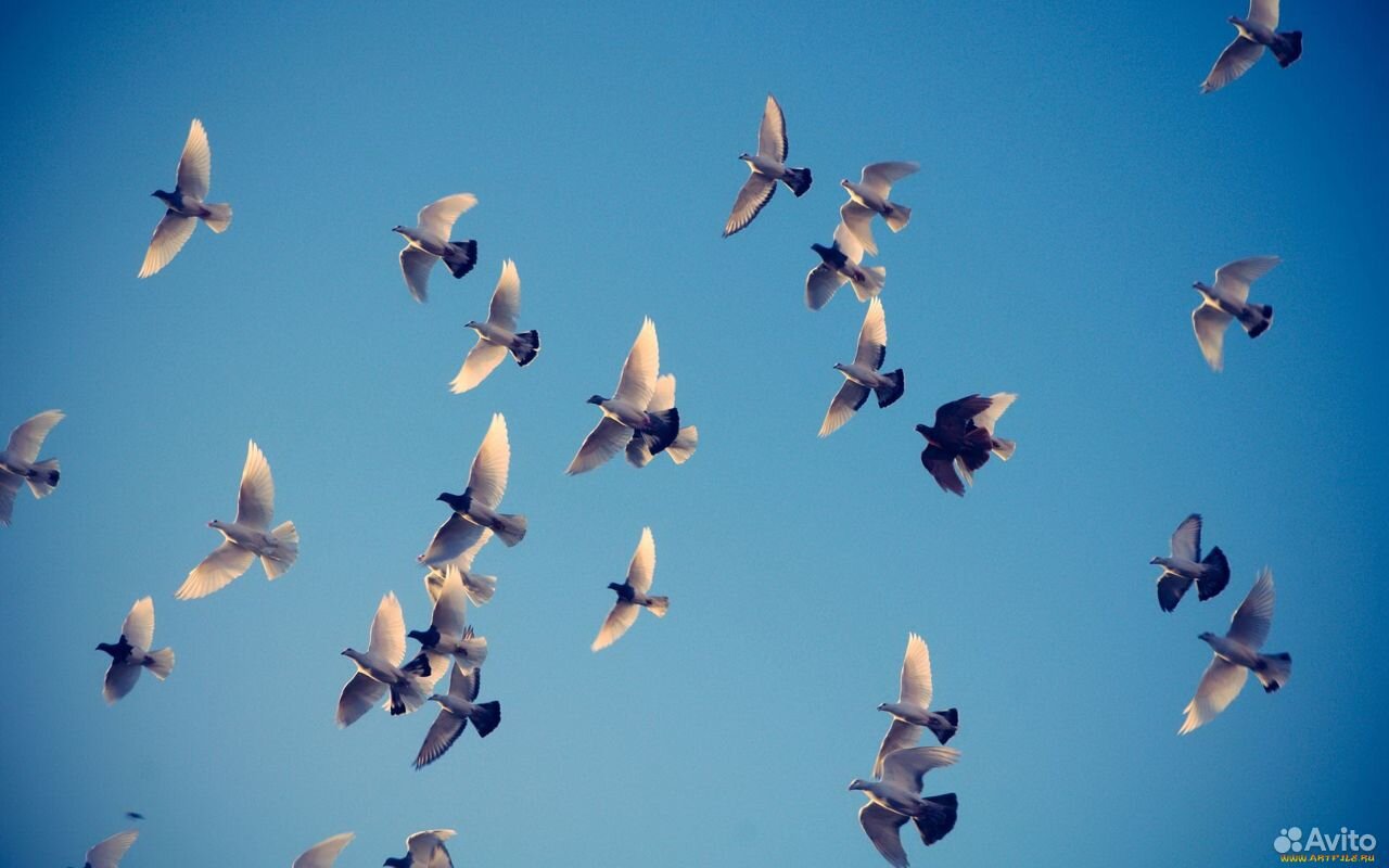 Продаю голубей разных пород