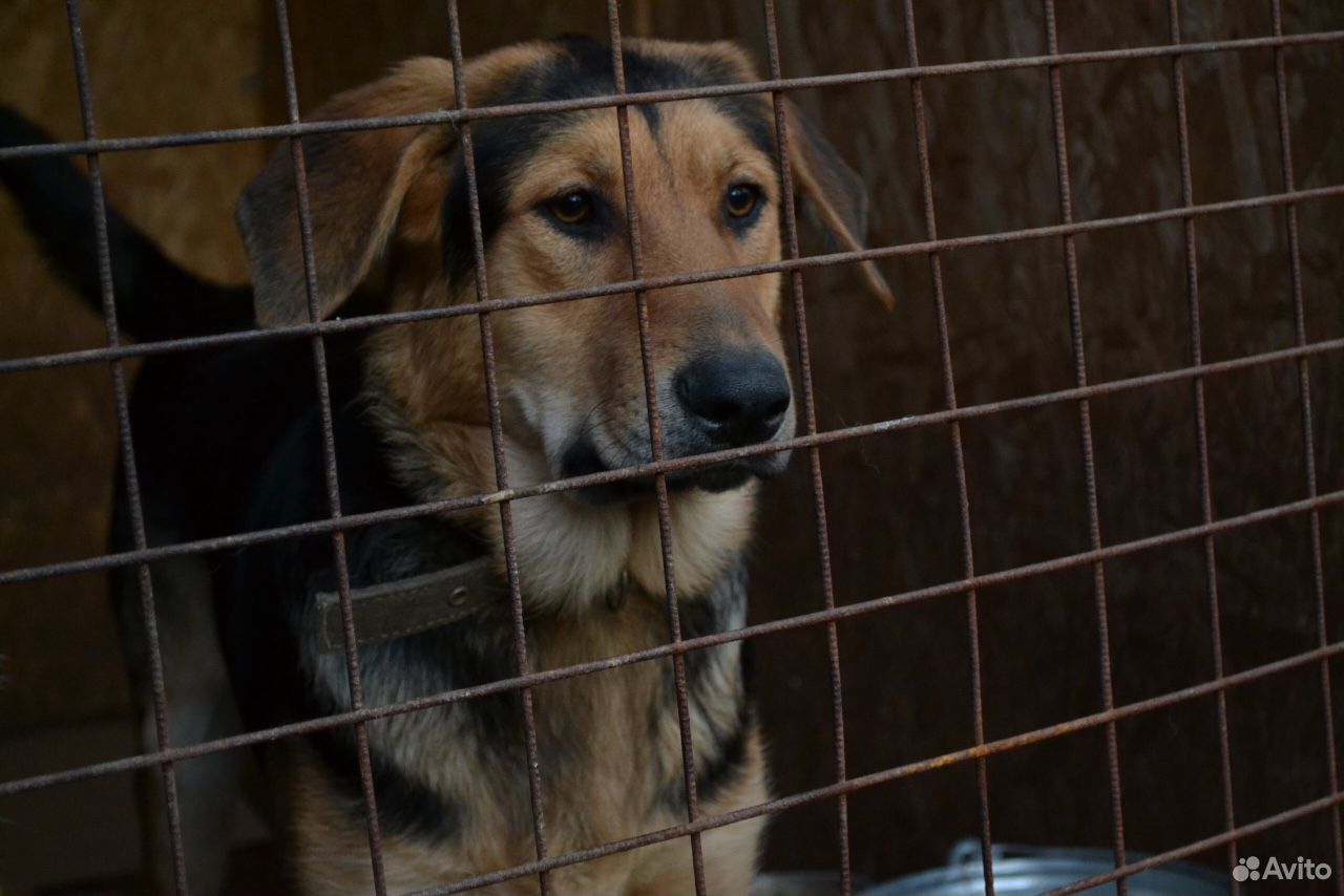 Щенок подросток Дора