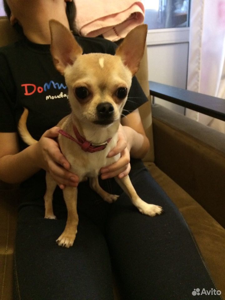 Мальчик чихуахуа