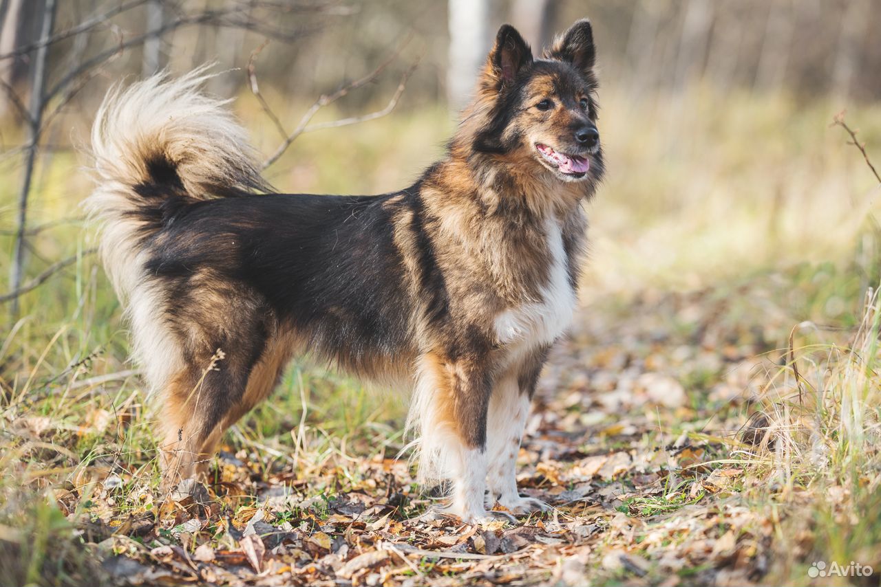 Уникальной красоты собака только в добрые и надежн