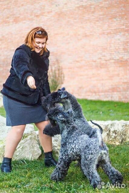 Щенок Керри блю терьера